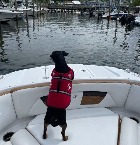 Tips for Boating with a Dog | Bridge Marina